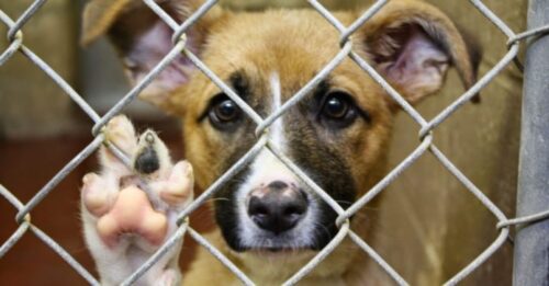 Government Plan To Increase Punishment For Animal Cruelty Legal 60 government-plan-to-increase-punishment-for-animal-cruelty-legal-60