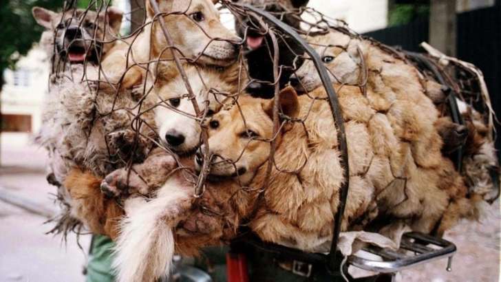 Punishment For Animal Cruelty In India Legal 60 punishment-for-animal-cruelty-in-india-legal-60